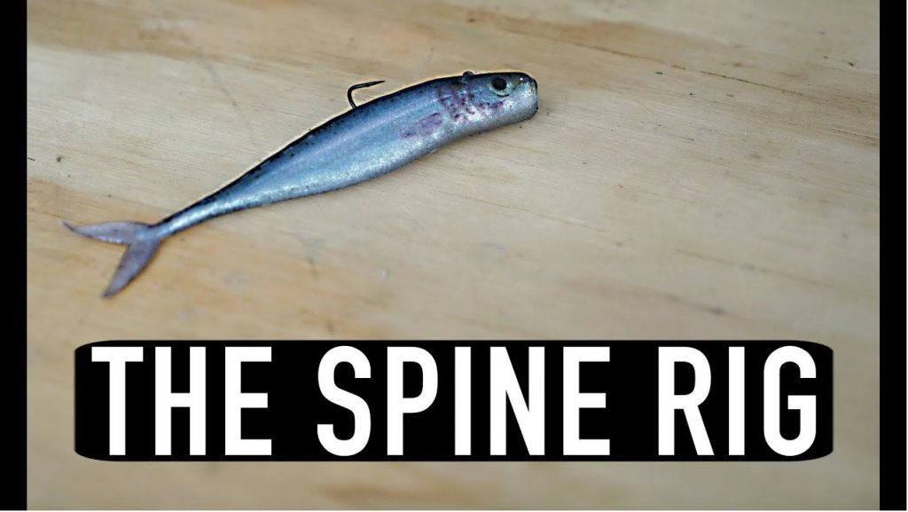 Top Secret! The Spine Rig – Ike's Fishing Blog