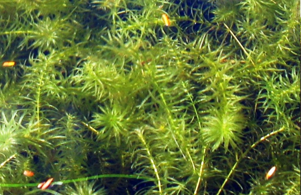 How to Fish Small Ponds and Lakes – Ike's Fishing Blog